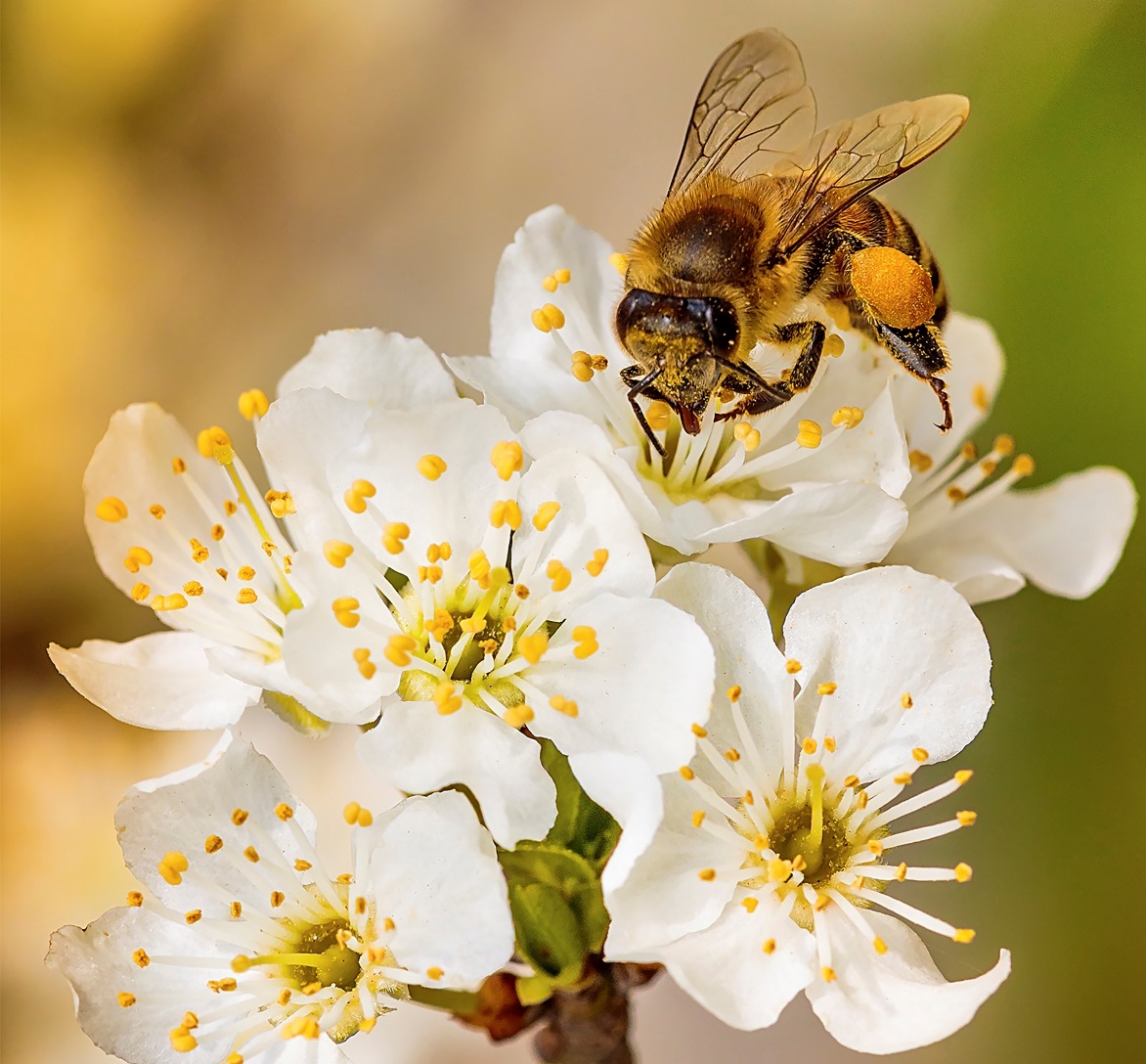 El polen y sus propiedades - Naturval